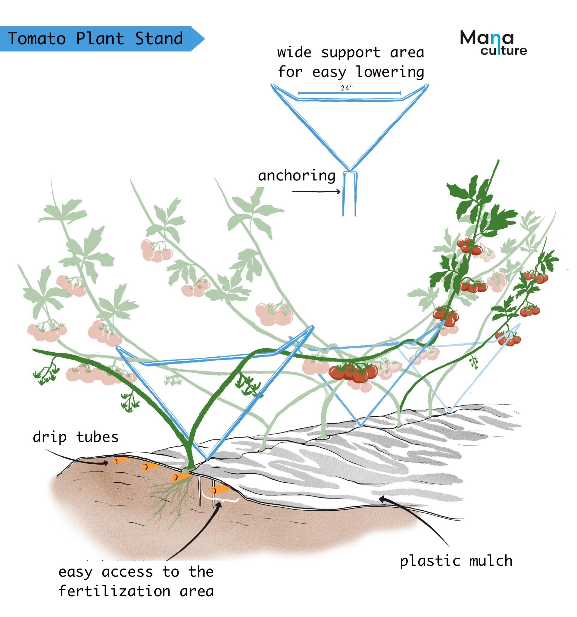 Tomato stem support - Mana Culture